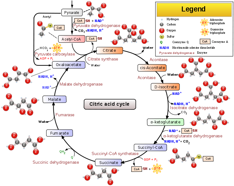 Muhammad Rashid: Citric acid cycle